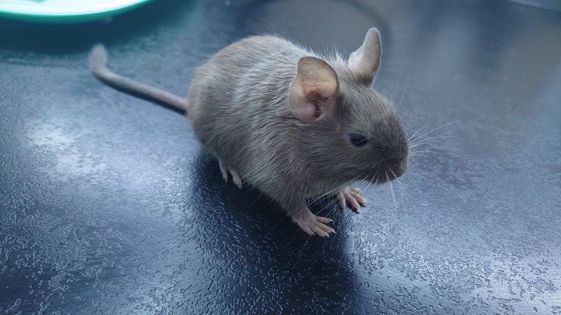 Happy, degu card degu - 20210817-des-11