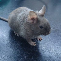 Happy, degu card degu - 20210817-des-11