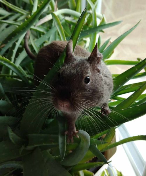 Arakin, karta osmáka degu - 20230106-drd-3